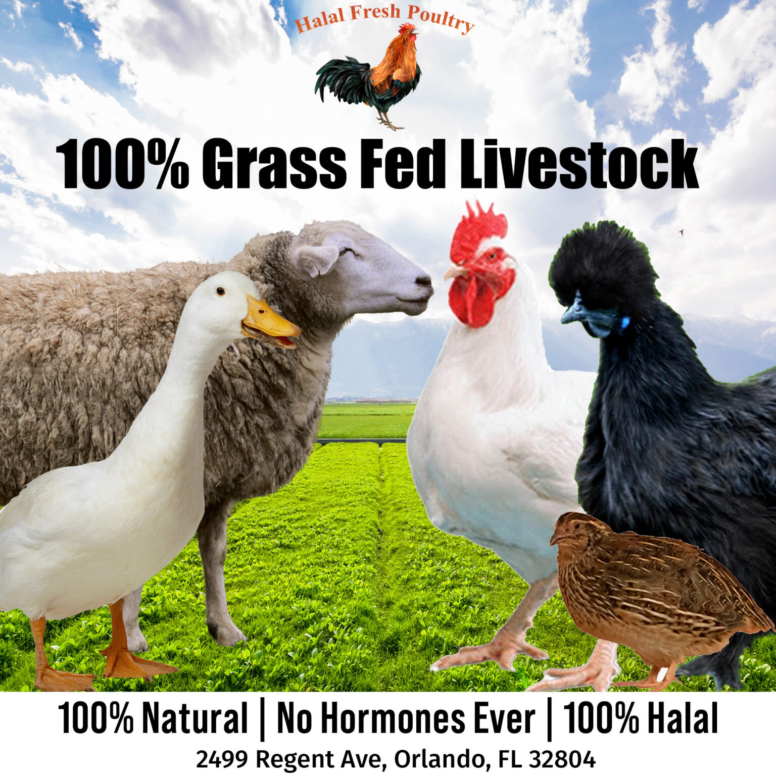 Orlando Poultry